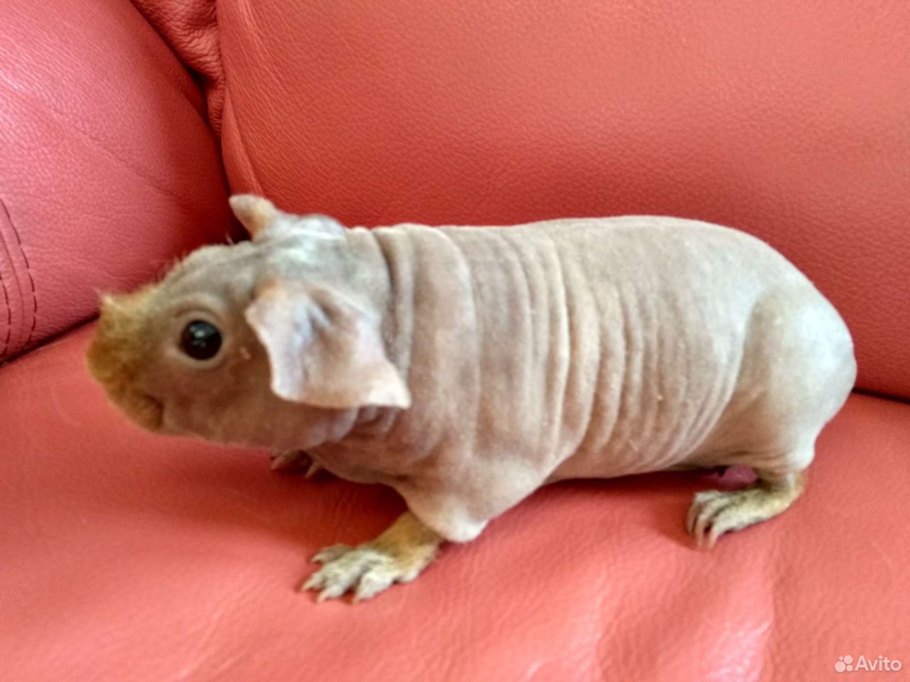 Морская свинка самочка