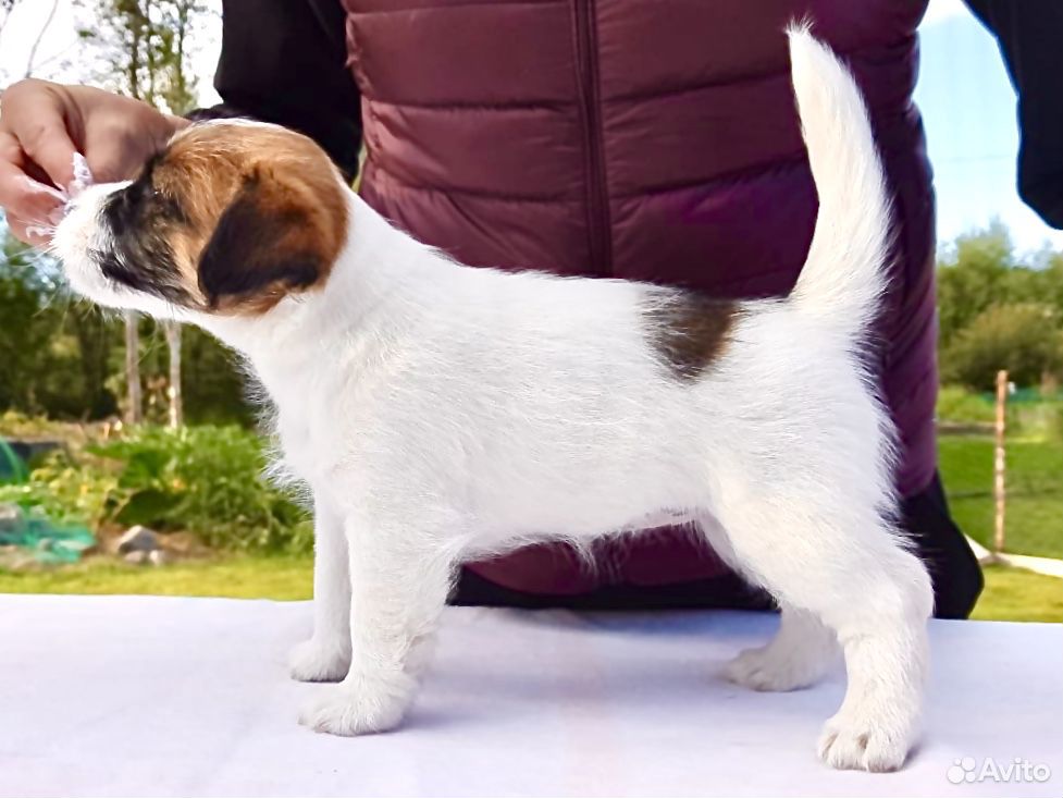 Единственная принцесса Щенок Джек Рассел терьера