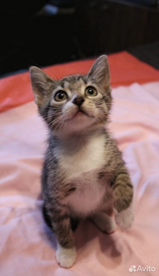 Котенок
