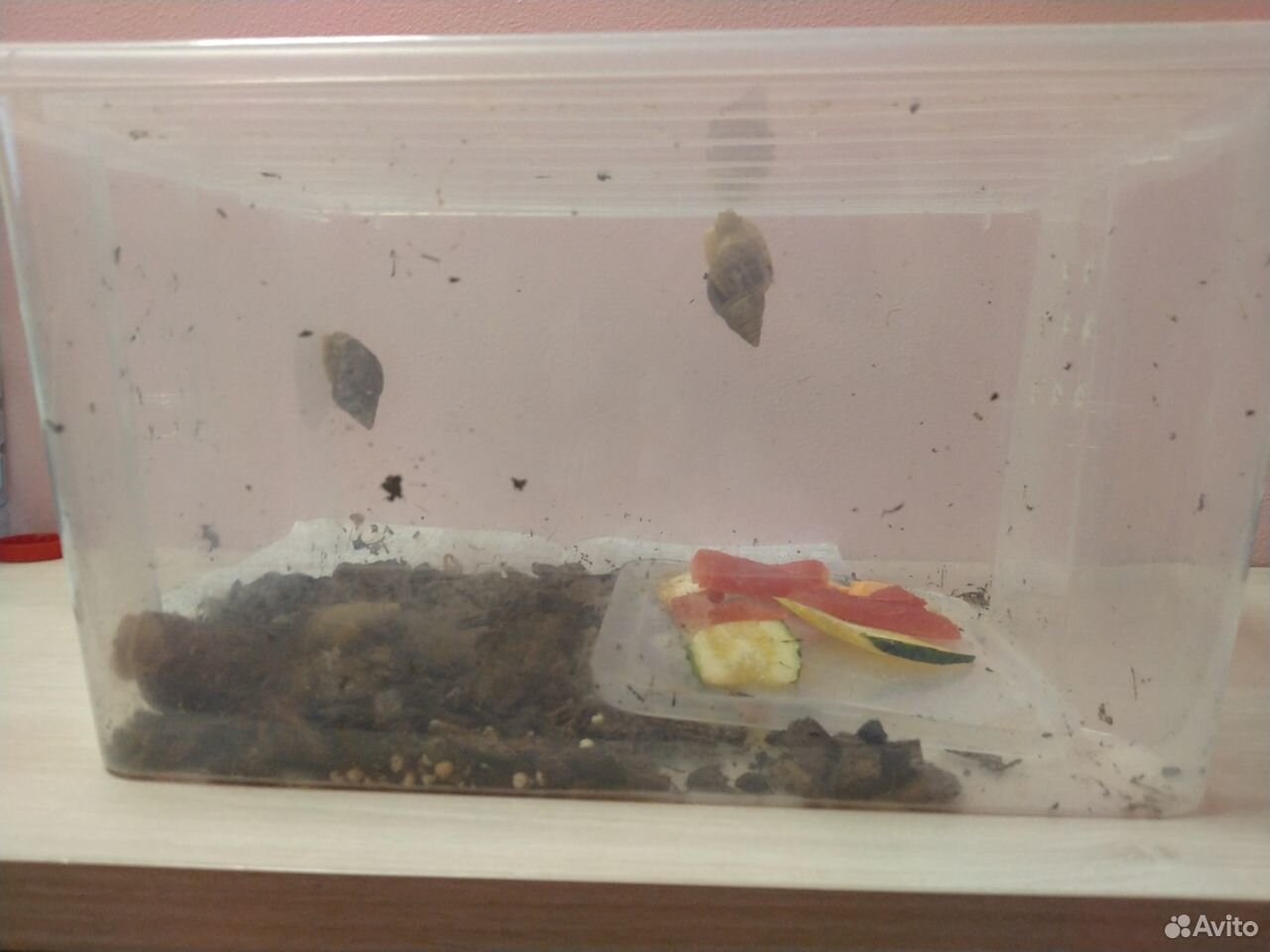 Улитки ахатин