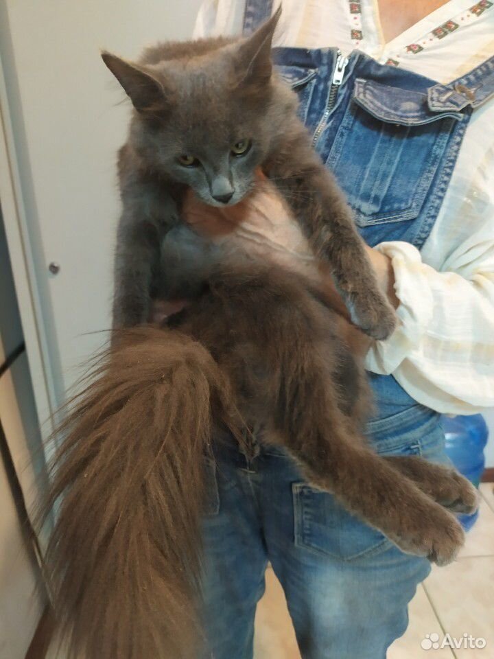 Котенок