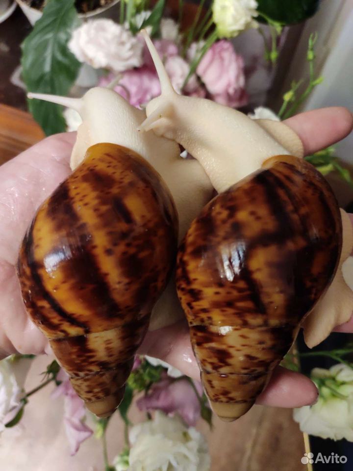 Улитка Архахатина Овум