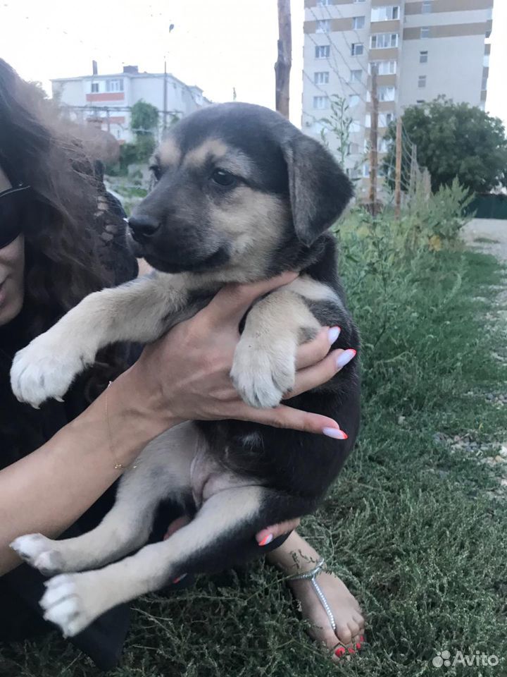 Щенок 1,5 мес Бесплатно