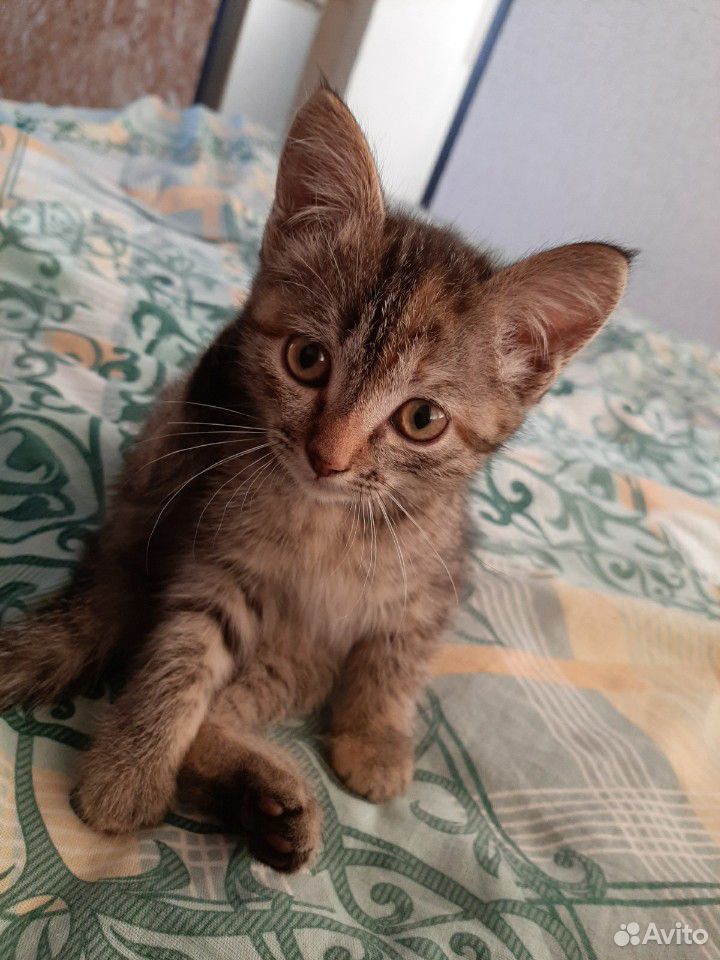 Котенок