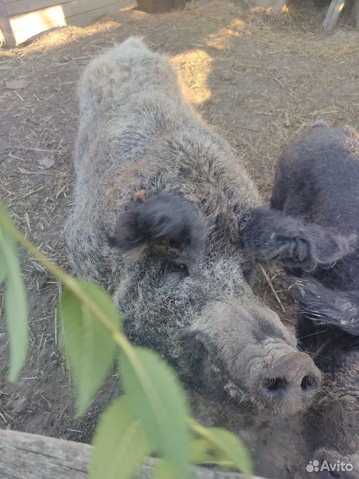 Мангалица кабан 200кг