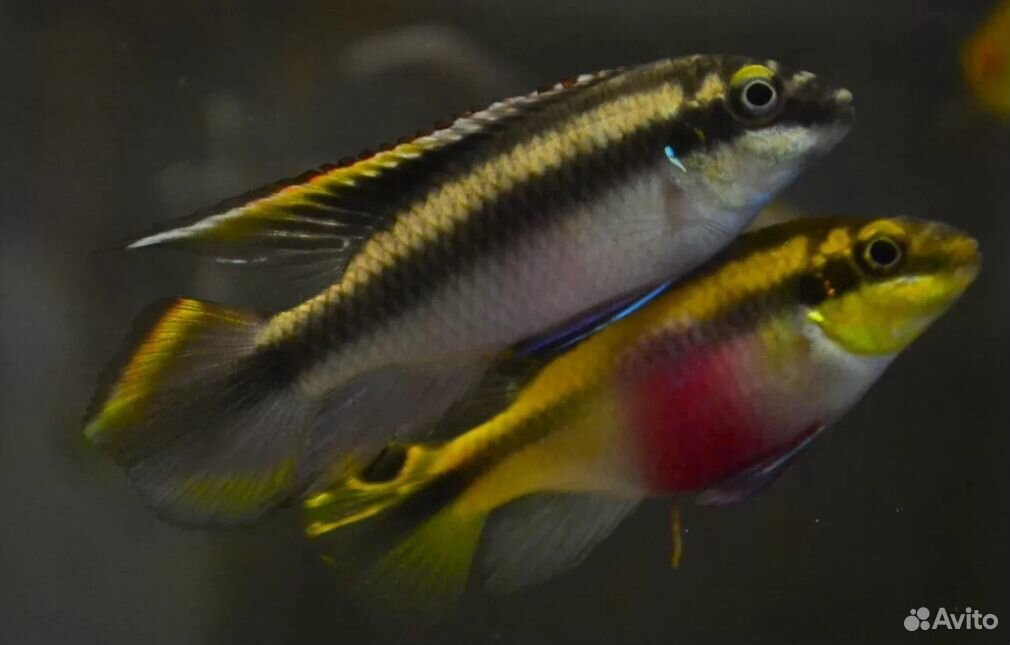 Аквариумные рыбки попугайчик Пельвикахромис пульхе