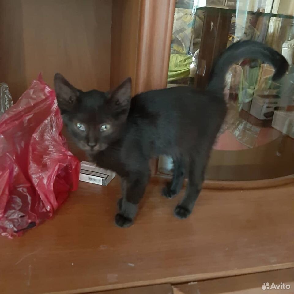 Зеленоглазая малышка в поисках дома