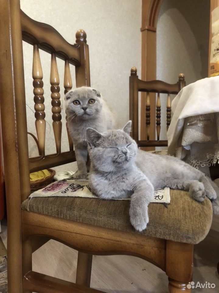Британские котята