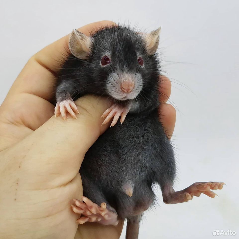 Крысята красноглазый девил дамбо