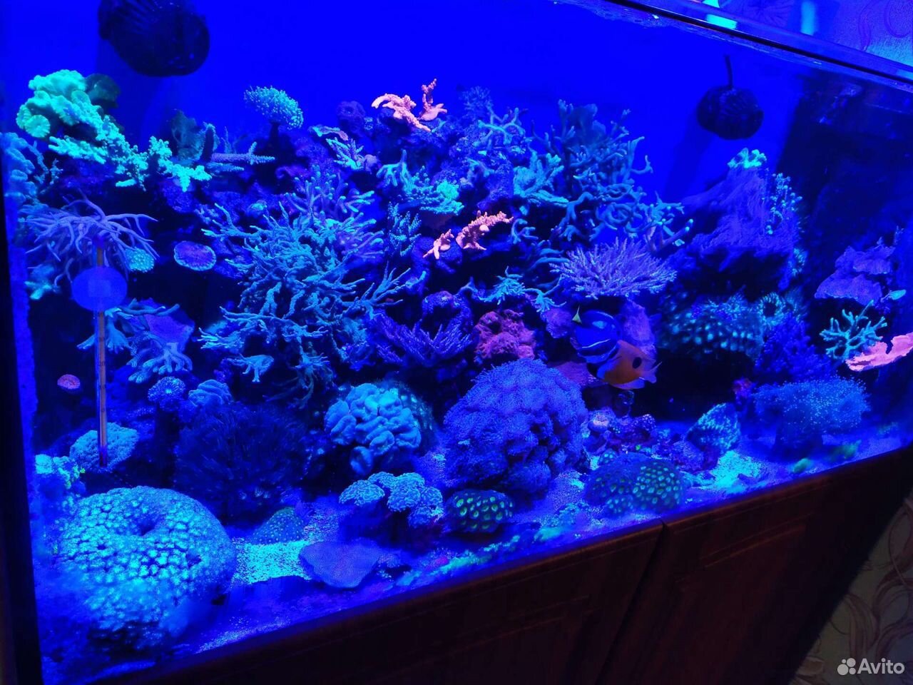 Морские кораллы