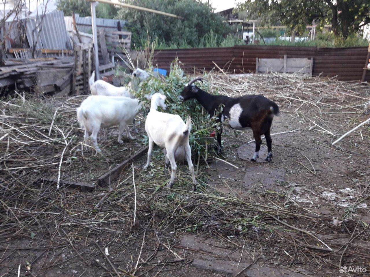 Козы двойные и не дойные
