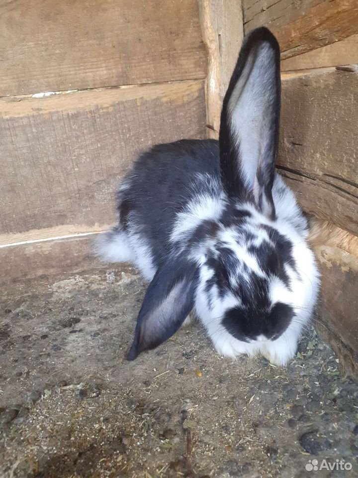 Кролик баранчик смесь с бабочкой