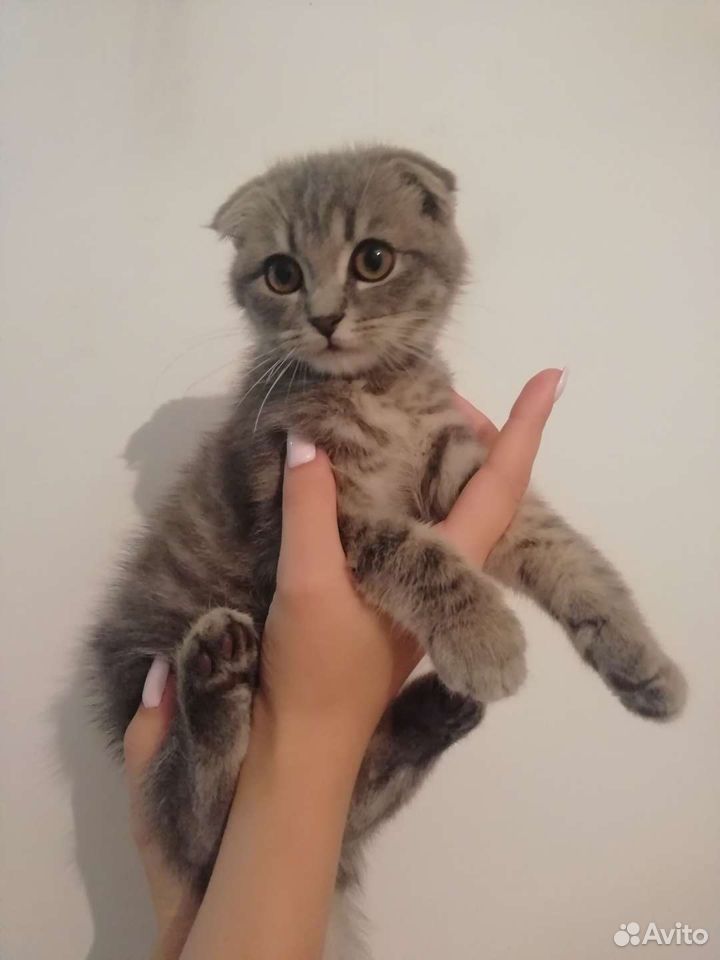 Шотландская