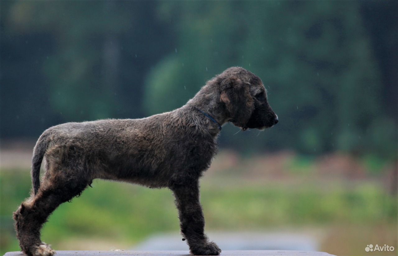 Афганская борзая