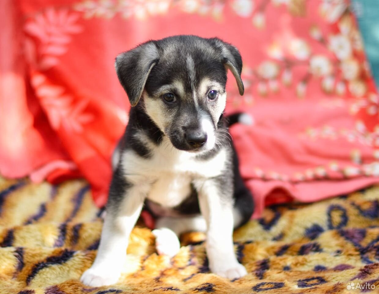 Щенки девочки, 1,5 месяца