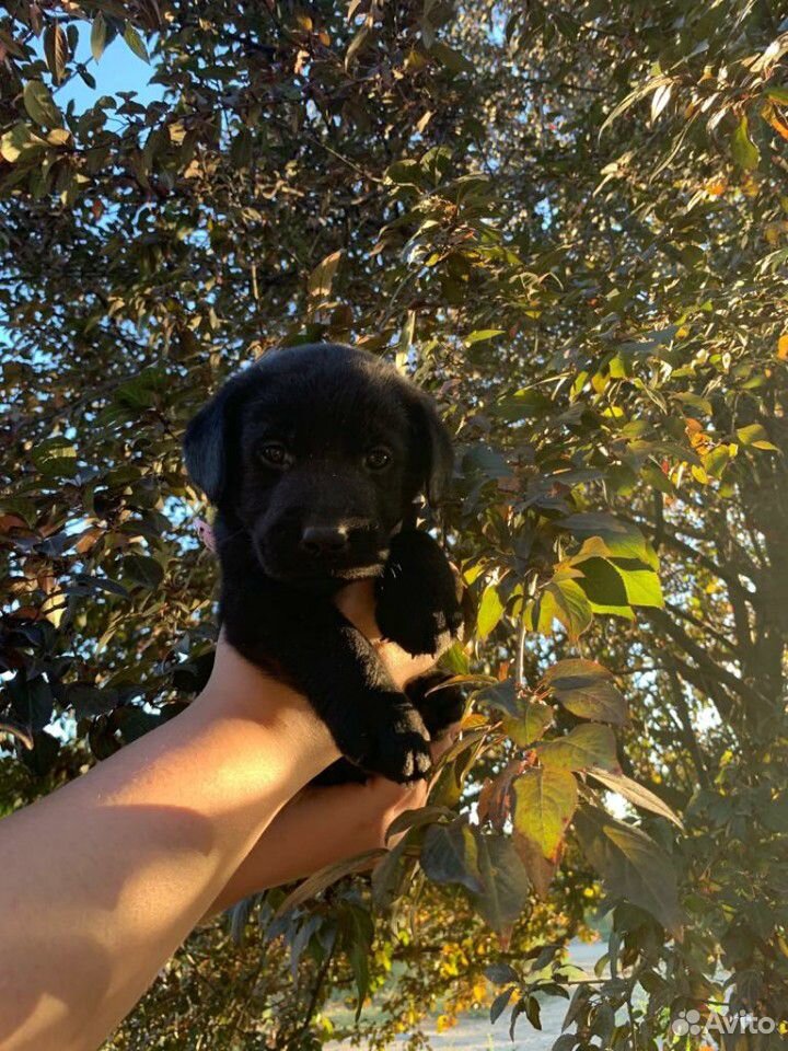 Маленькие лапотульки