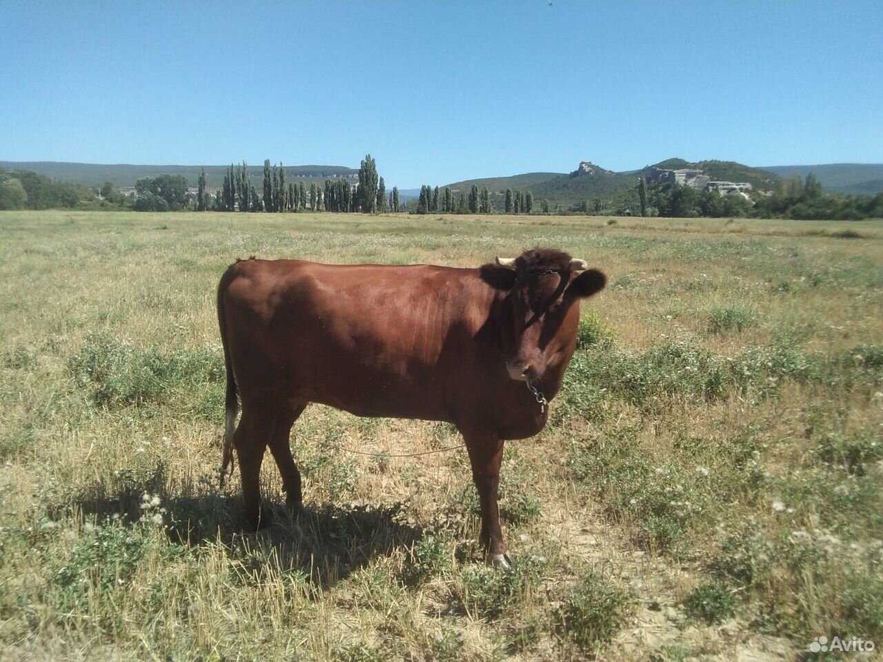 Продам 2-х стельных телок от высокодойных коров