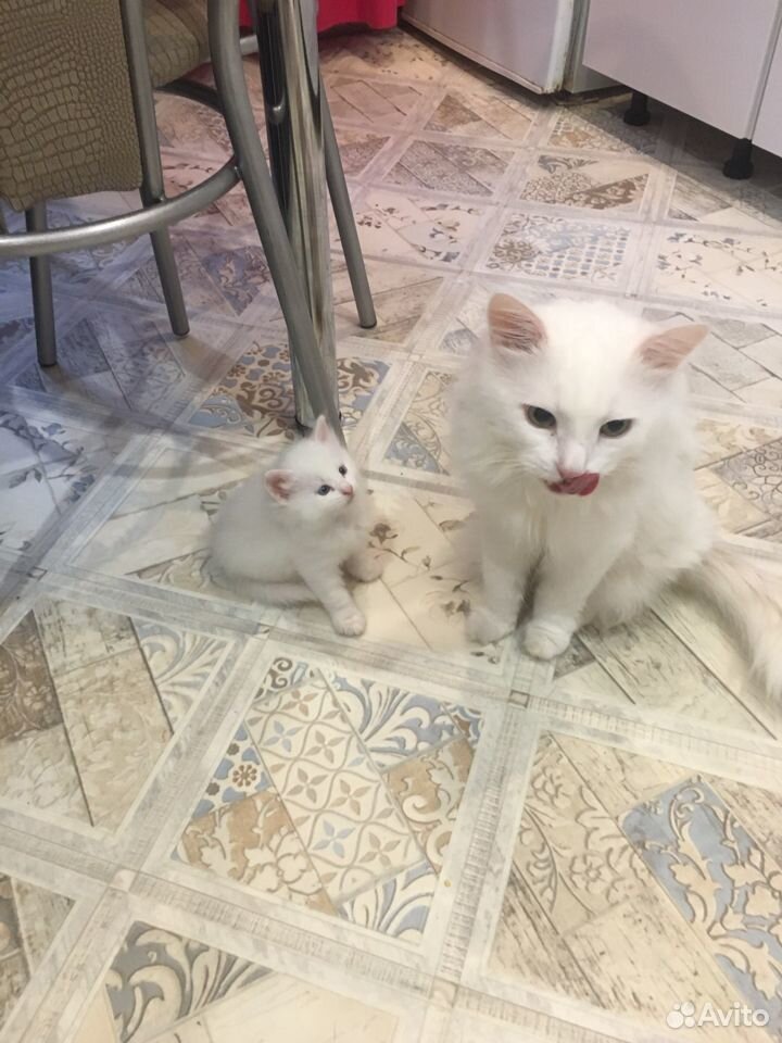 Котёнок белый(турецкая Ангора)