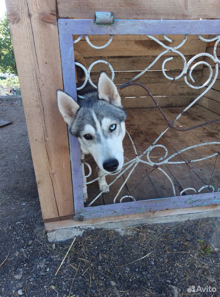 Сибирский хаски