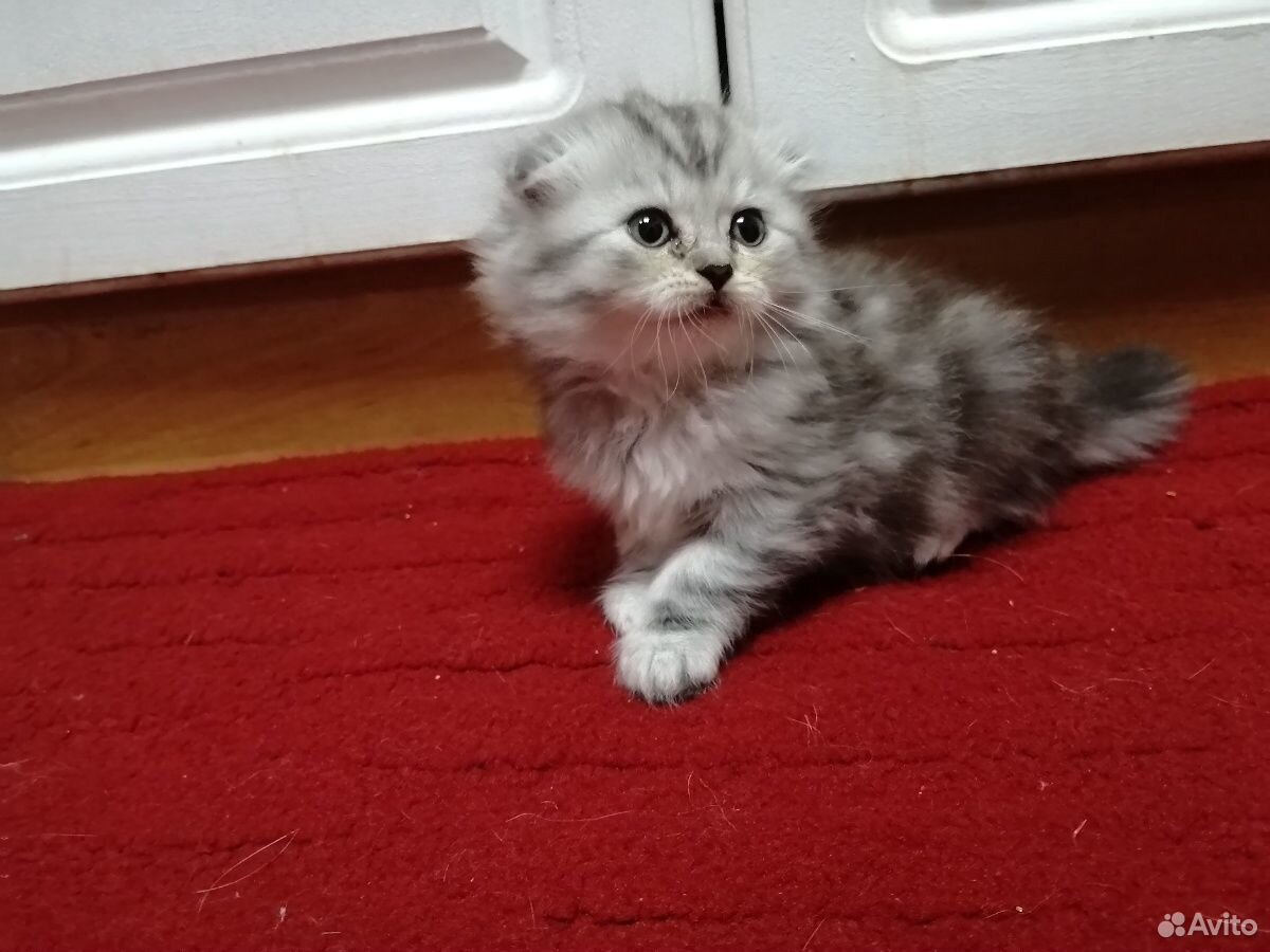 Пушистый вислоухий мальчик шотландец