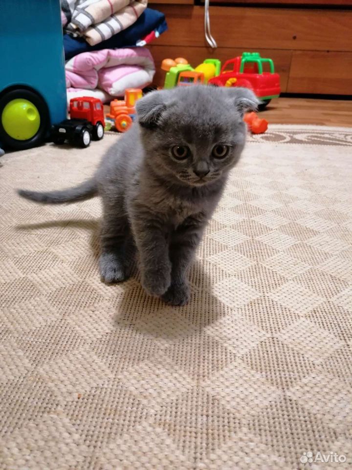Шотландская