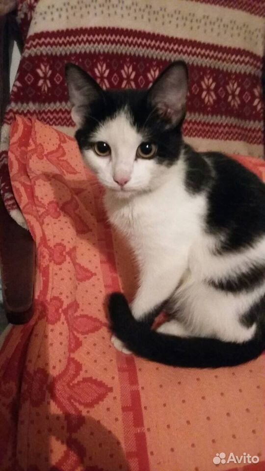 Кошка