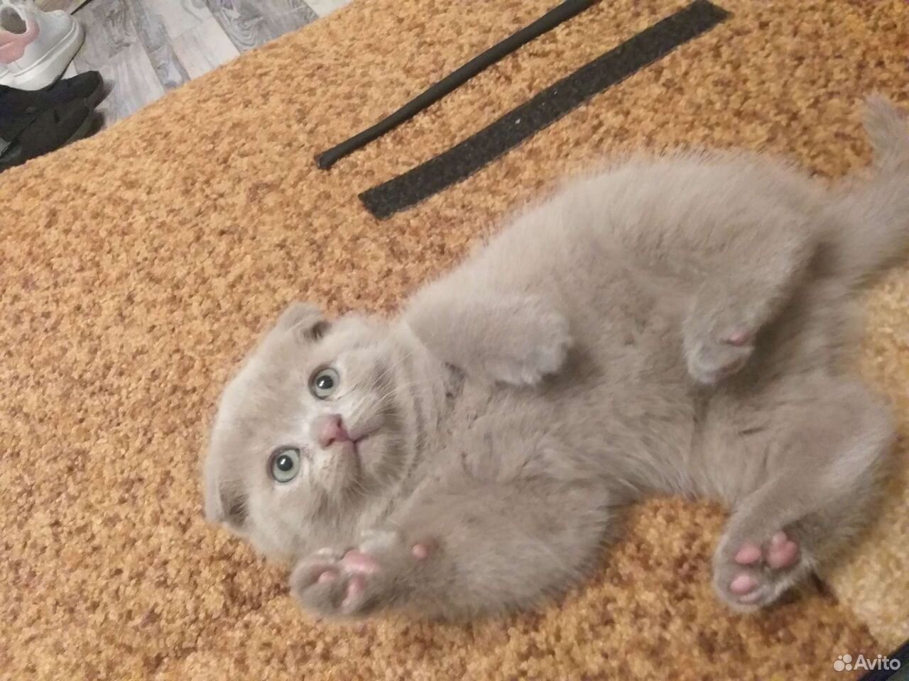 Шотландская вислаухая котята