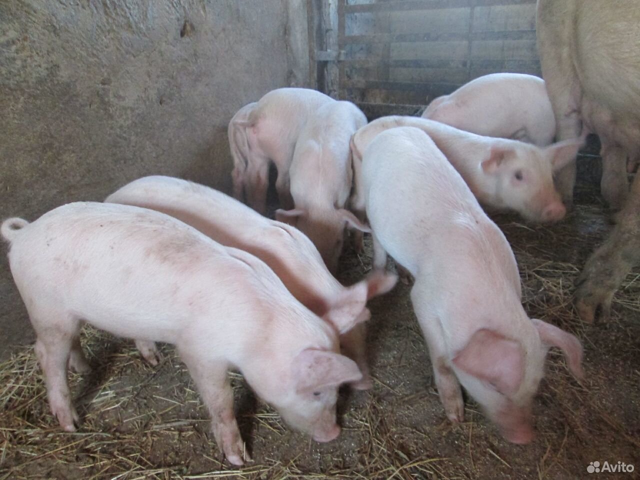 Месячные поросята 8 голов