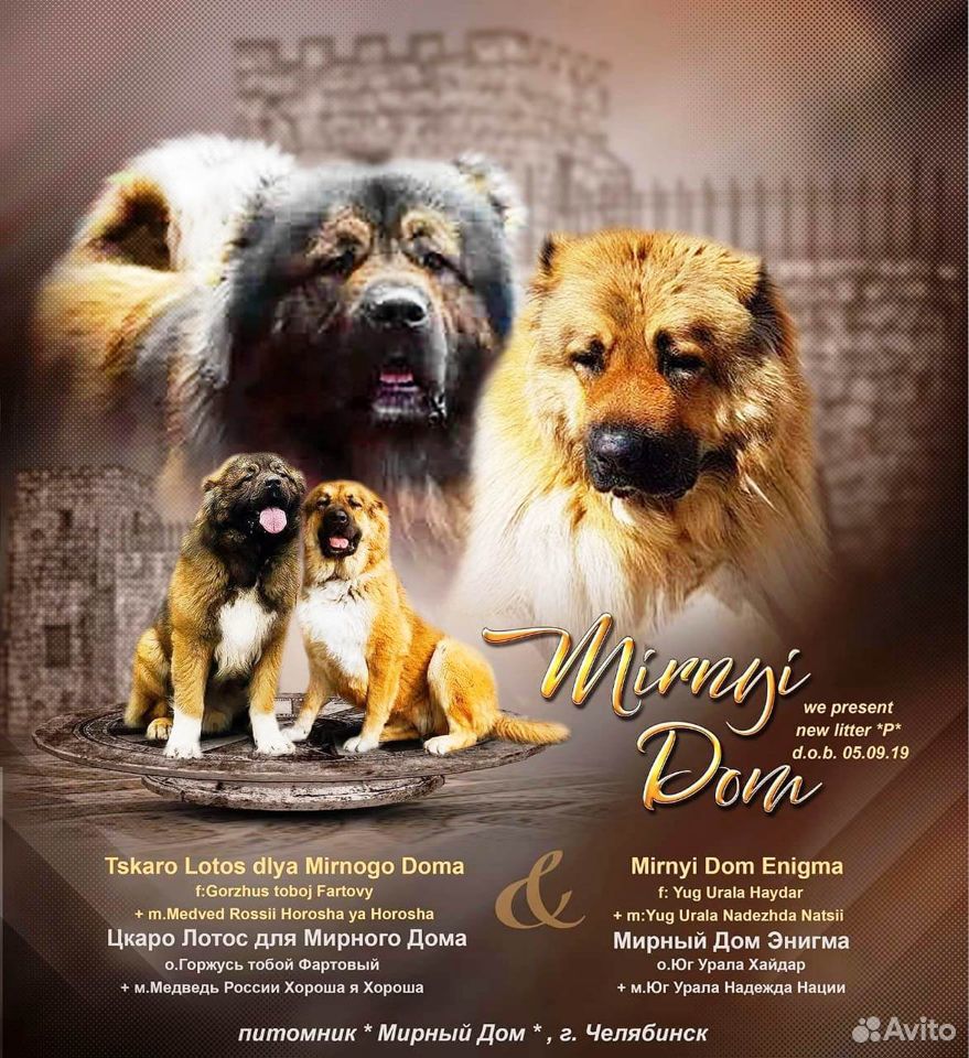 Питомник предлагает суку для выставок и разведения