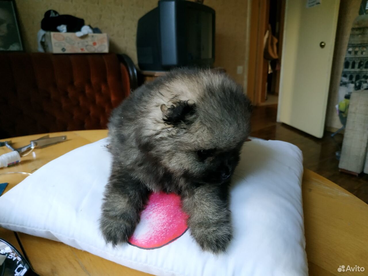 Продам щенка щпица