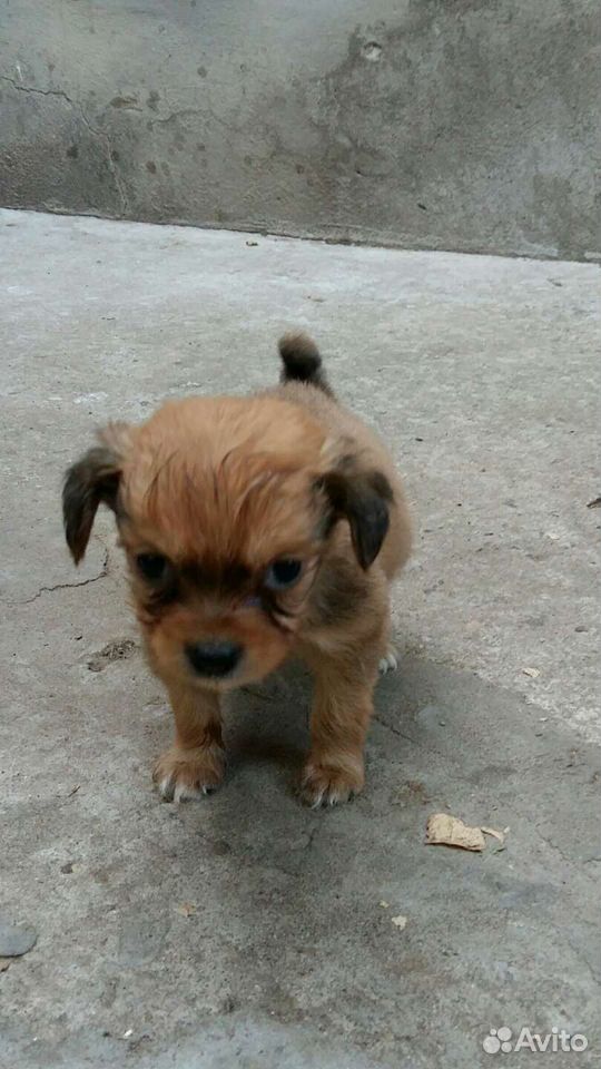 Щенки в добрые руки