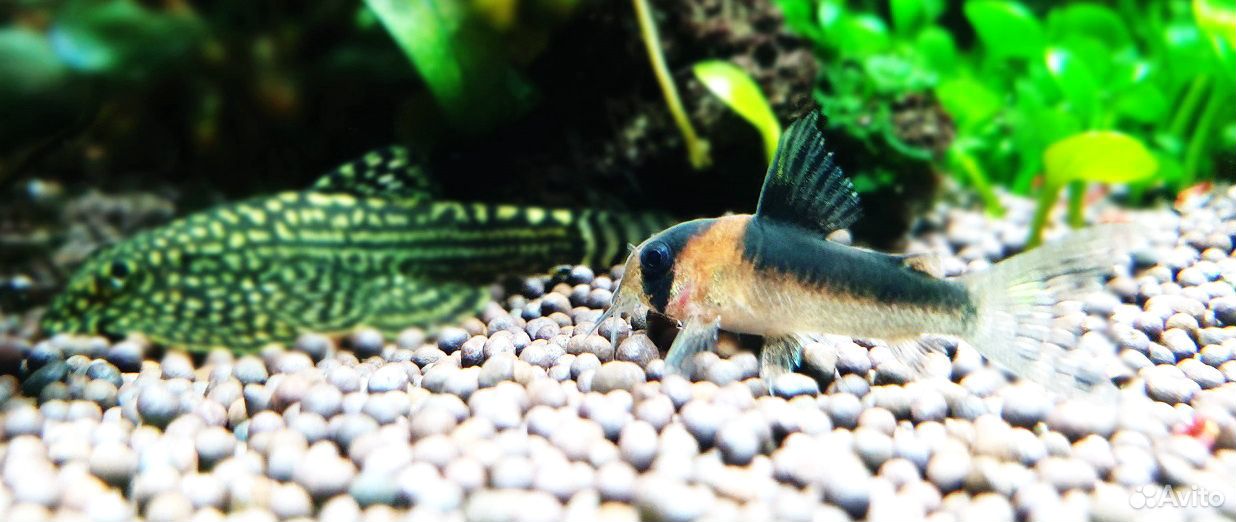 Коридорас адольфа (Corydoras adolfoi)