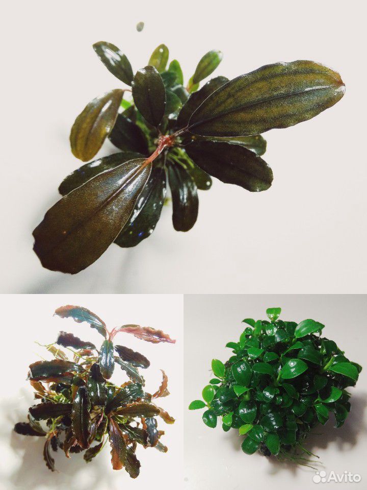 Продам буцефаландры