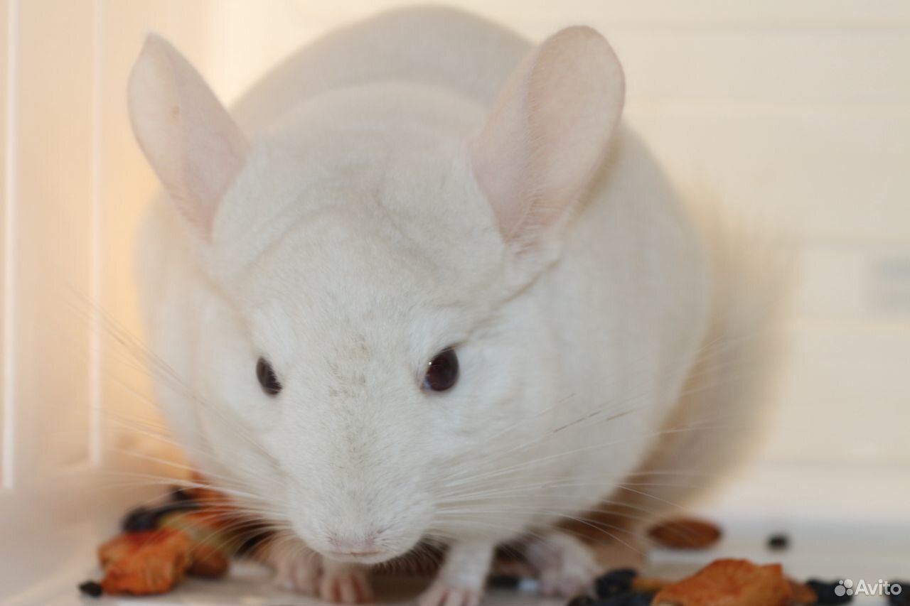 Шиншилла Голдбар. мальчик