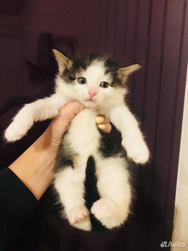 Котенок мальчик