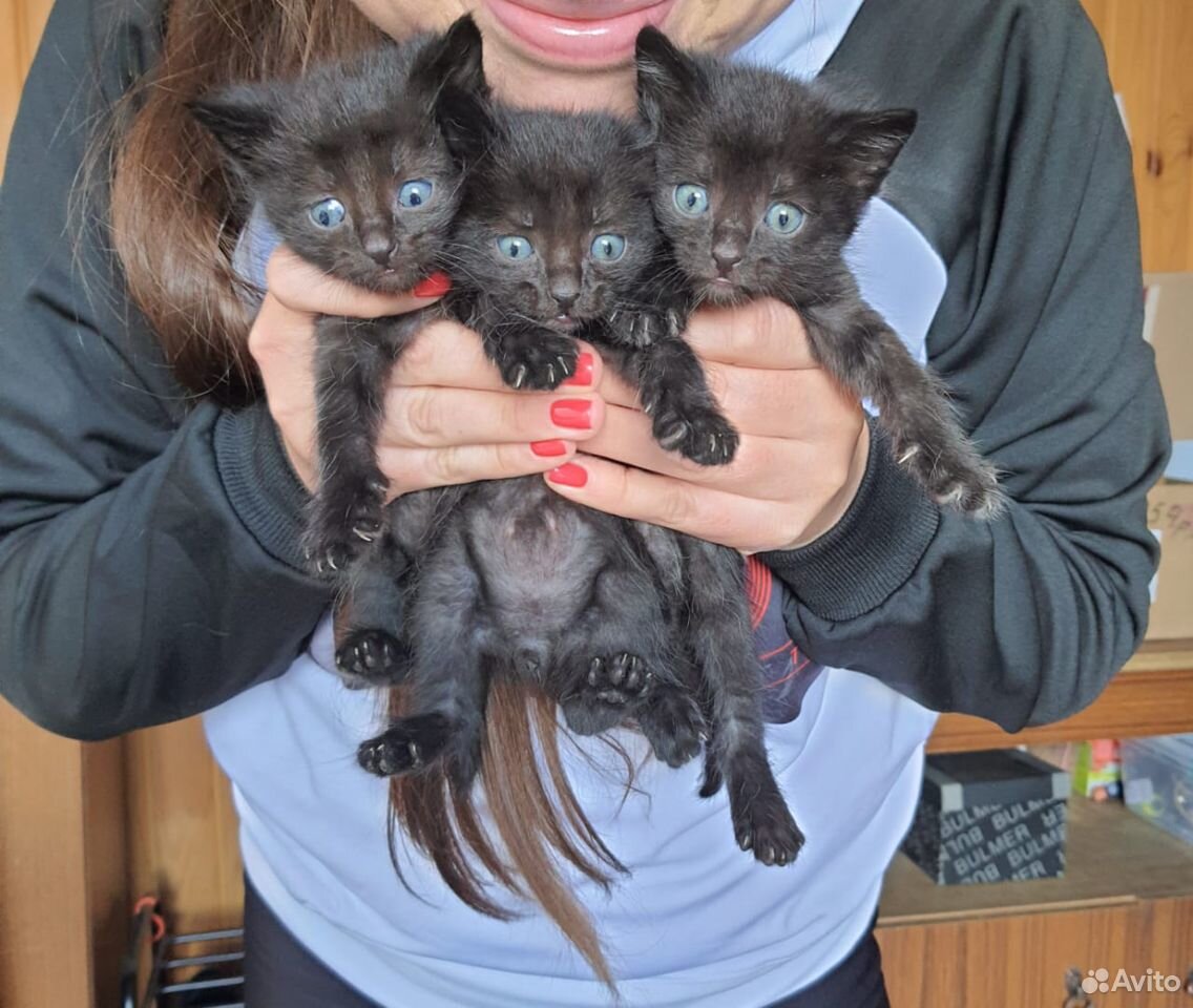 Котята за шоколадку