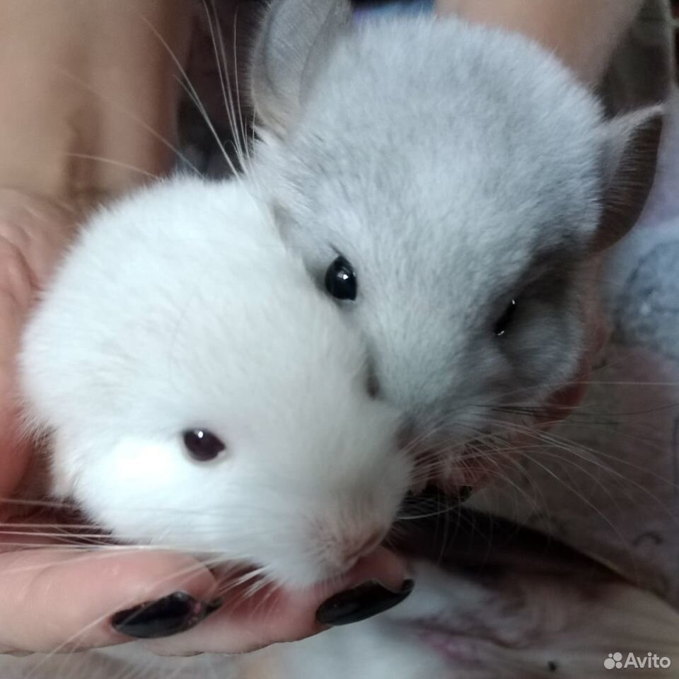 Шиншилла (самочка)