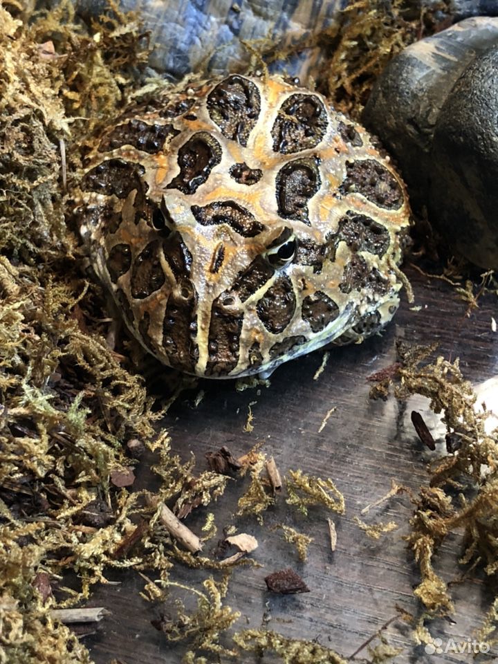 Рогатка Кранвелла (лягушка)