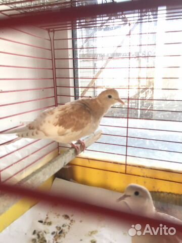 Египетская горлица