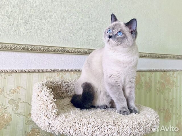 Британская кошечка