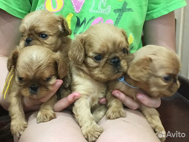 Кинг чарльз спаниель