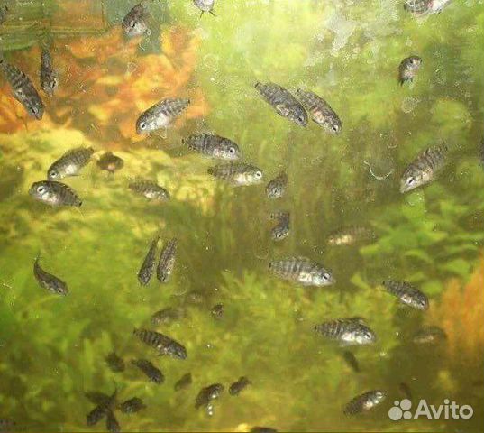 Цыхлазомма чернополосая