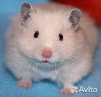 Сирийские хомячки питомник
