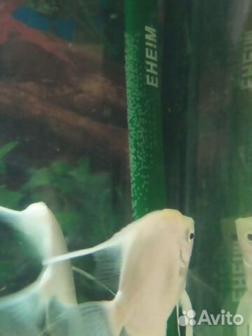 Платиновая скалярия