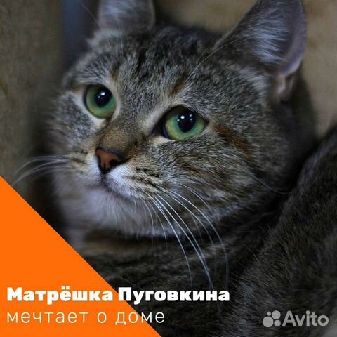 Матрёшка Пуговкина, кошка, 2 года мечтает о доме
