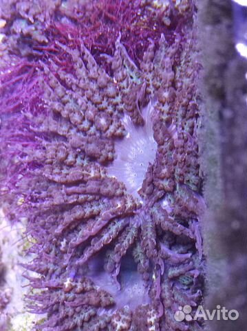 Анемон песчанный. И другие не прихотливые коралы