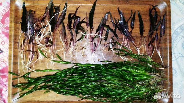 Криптокорина Вендта и валлиснерия спиральная