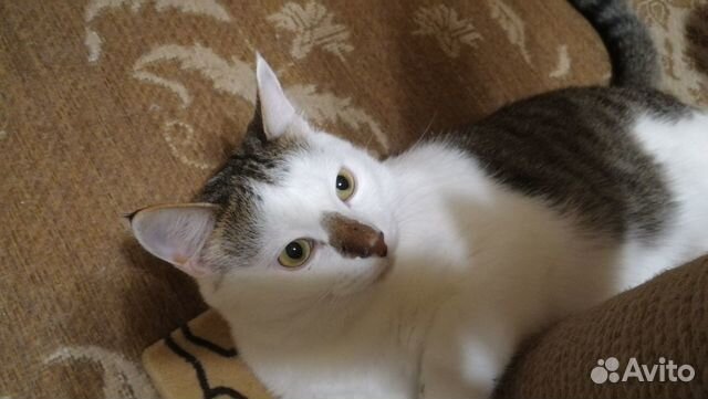 Суперкотик в дар