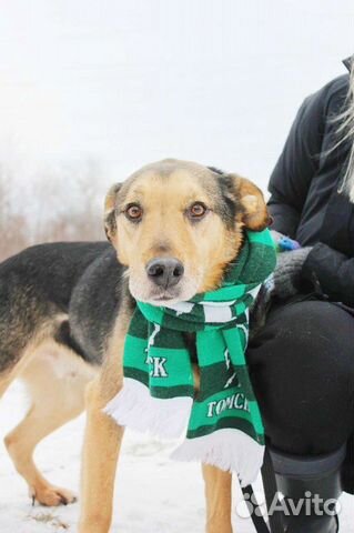 Умный пёс Стенли погибает в приюте