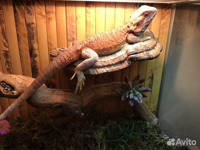 Агама Бородатая